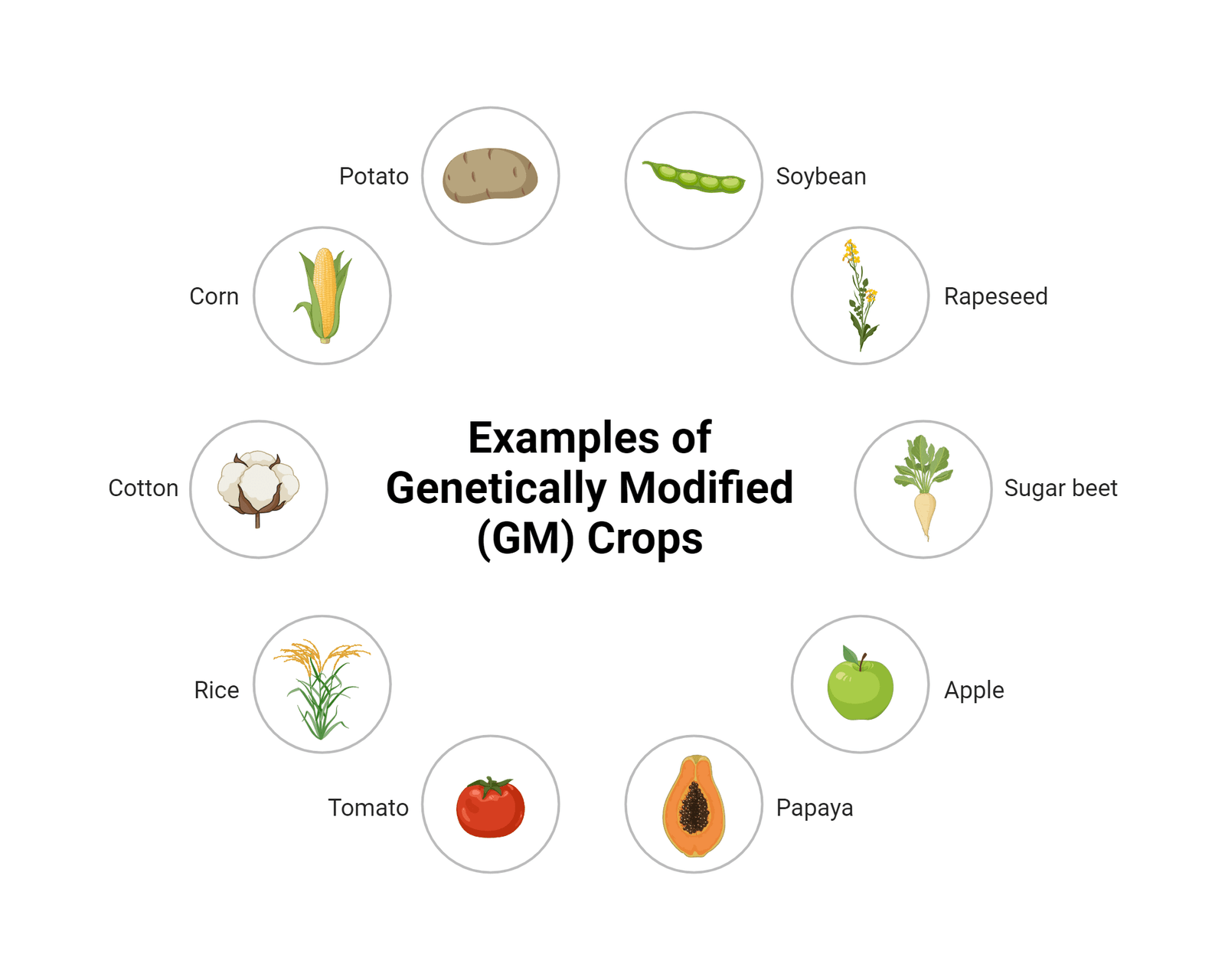 Genetically Modified Crops: BT Cotton, BT Brinjal, GM Mustard, and their socio-economic ...