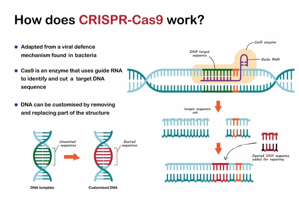 CRISPR-Cas9: Mechanism, Ethical Considerations, and Applications | UPSC ...