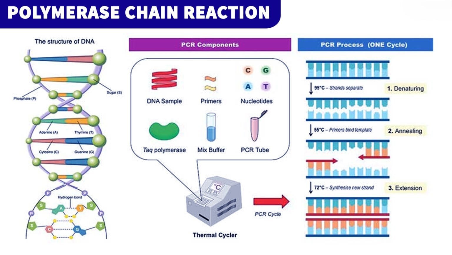 Polymerase Chain Reaction (PCR): Types, Principles and Applications | UPSC QUEST: Your Pathway ...
