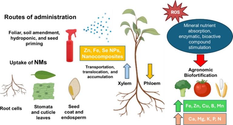 Biofortification: Enhancing nutritional value in crops (e.g., Golden ...