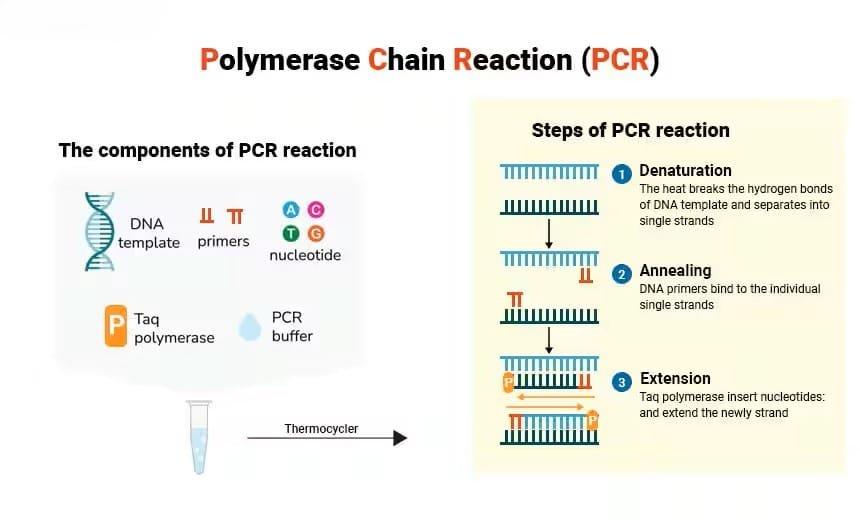 Dna Fingerprinting Principles Techniques And Applications Upsc Quest Your Pathway To