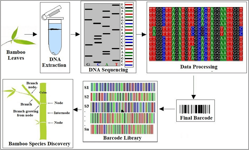 Dna Barcoding Techniques Principles And Uses Upsc Quest Your Pathway To Success One Test