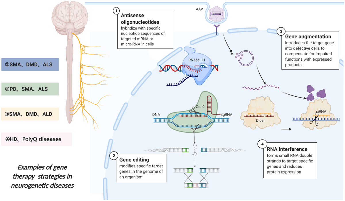 Gene Therapy: Types, Mechanisms, and Advancements | UPSC QUEST: Your ...